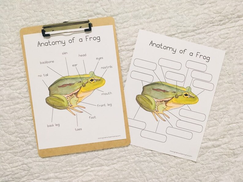 Frog Anatomy Poster - Etsy