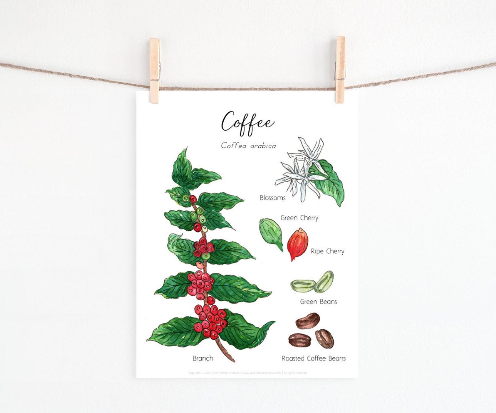 Coffee Plant Life Cycle Homeschool Montessori Printables - Etsy