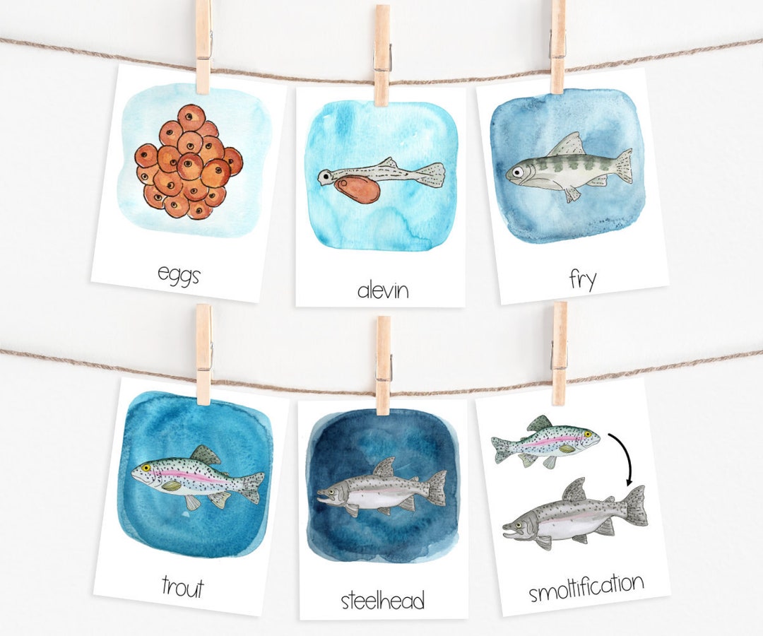 Rainbow Trout Life Cycle | Printable - Etsy