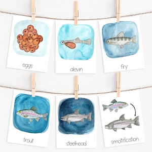 Rainbow Trout Life Cycle | Printable - Etsy
