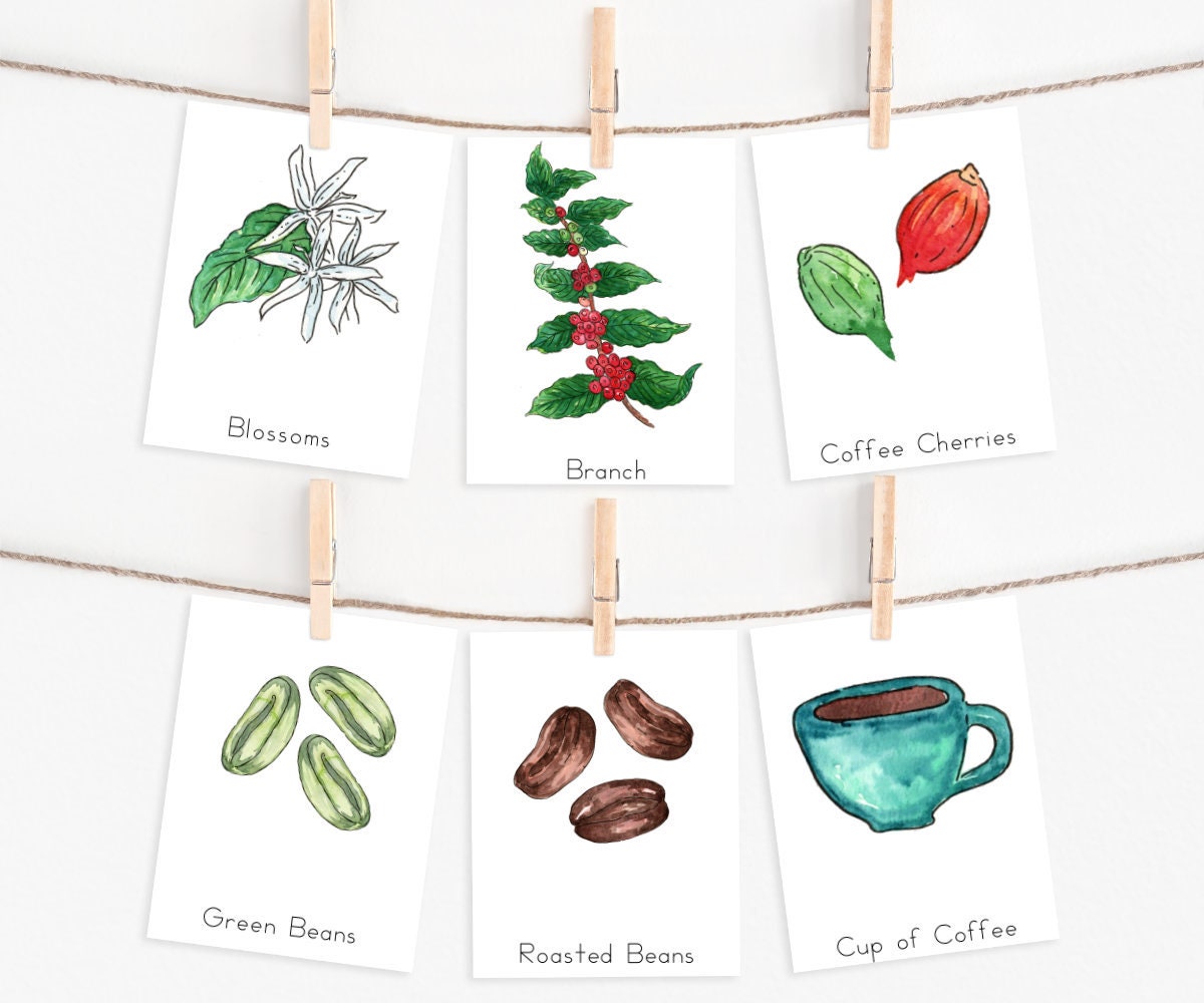 Coffee Plant Life Cycle Homeschool Montessori Printables - Etsy