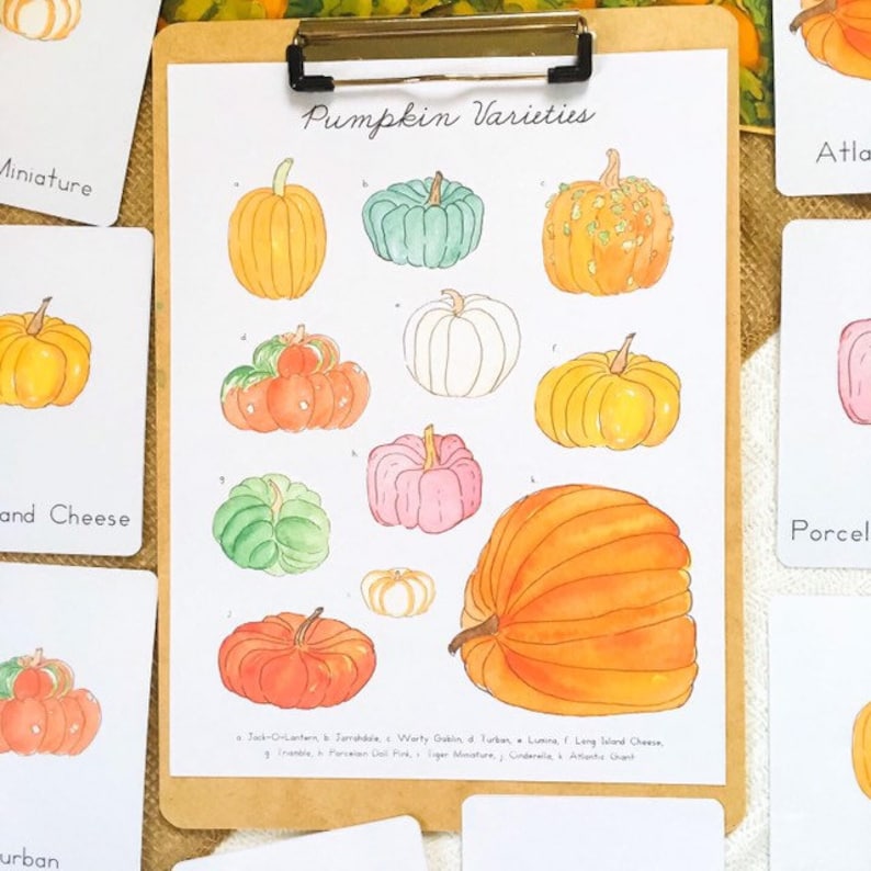 Pumpkin Varieties Montessori 3 Part Cards Homeschool Flashcards ...