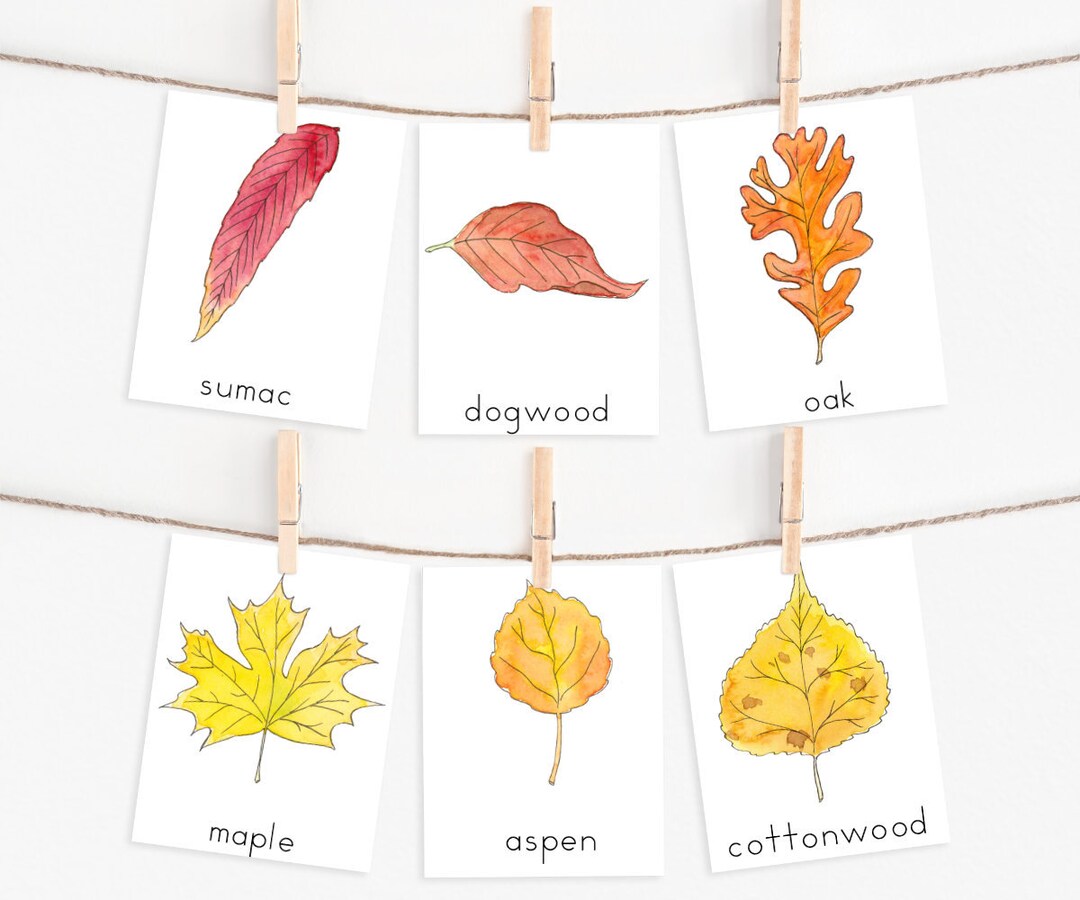 Autumn Leaves Watercolor Homeschool Montessori Nature Study Science ...