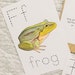 Frog Anatomy Poster - Etsy