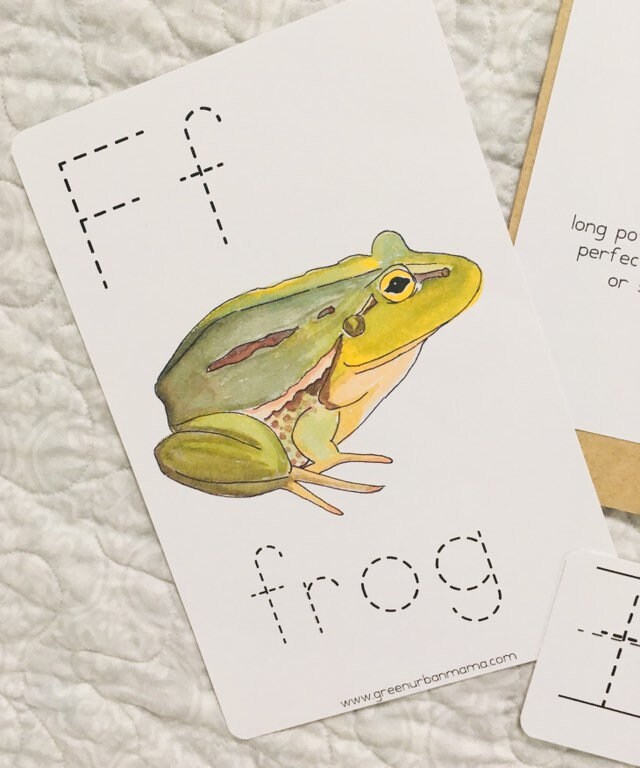 Frog Anatomy Poster - Etsy