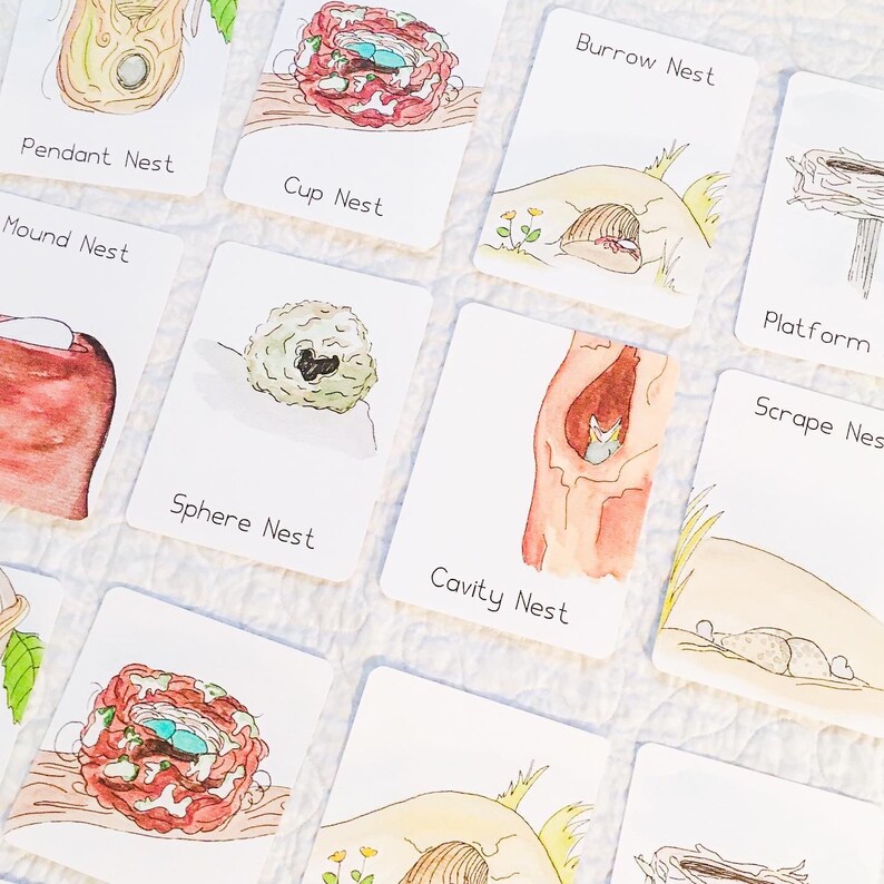 Bird Nests Poster & 3 Part Cards - Etsy Canada