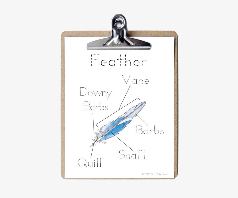 Anatomy of a Feather Printable - Etsy