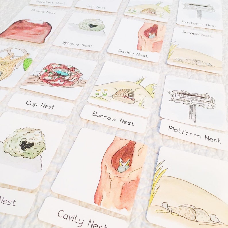 Bird Nests Poster & 3 Part Cards - Etsy Canada