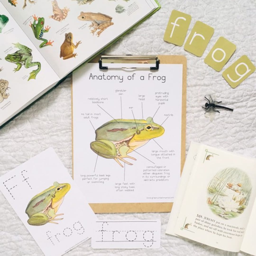 Frog Anatomy Poster - Etsy