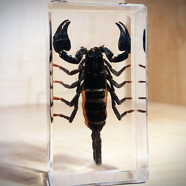 Scorpion - Etsy