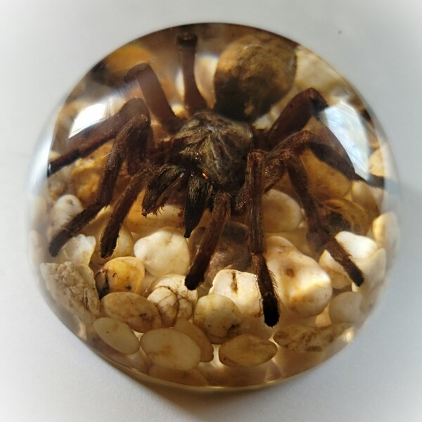 Spider Paperweight - Etsy
