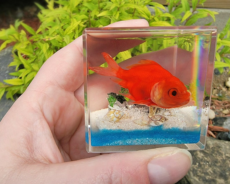 Real Goldfish in Resin Goldfish Diorama Display Fish in - Etsy