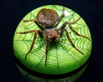 Spider Paperweight - Etsy