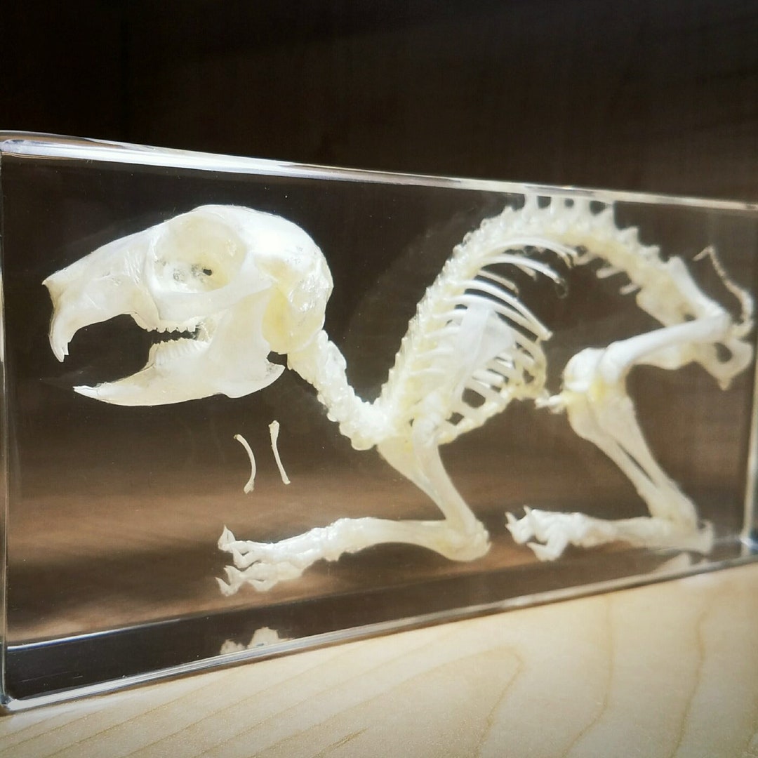 Rabbit Skeleton in Resin, Real Rabbit Skeleton, Oddities Curiosities - Etsy