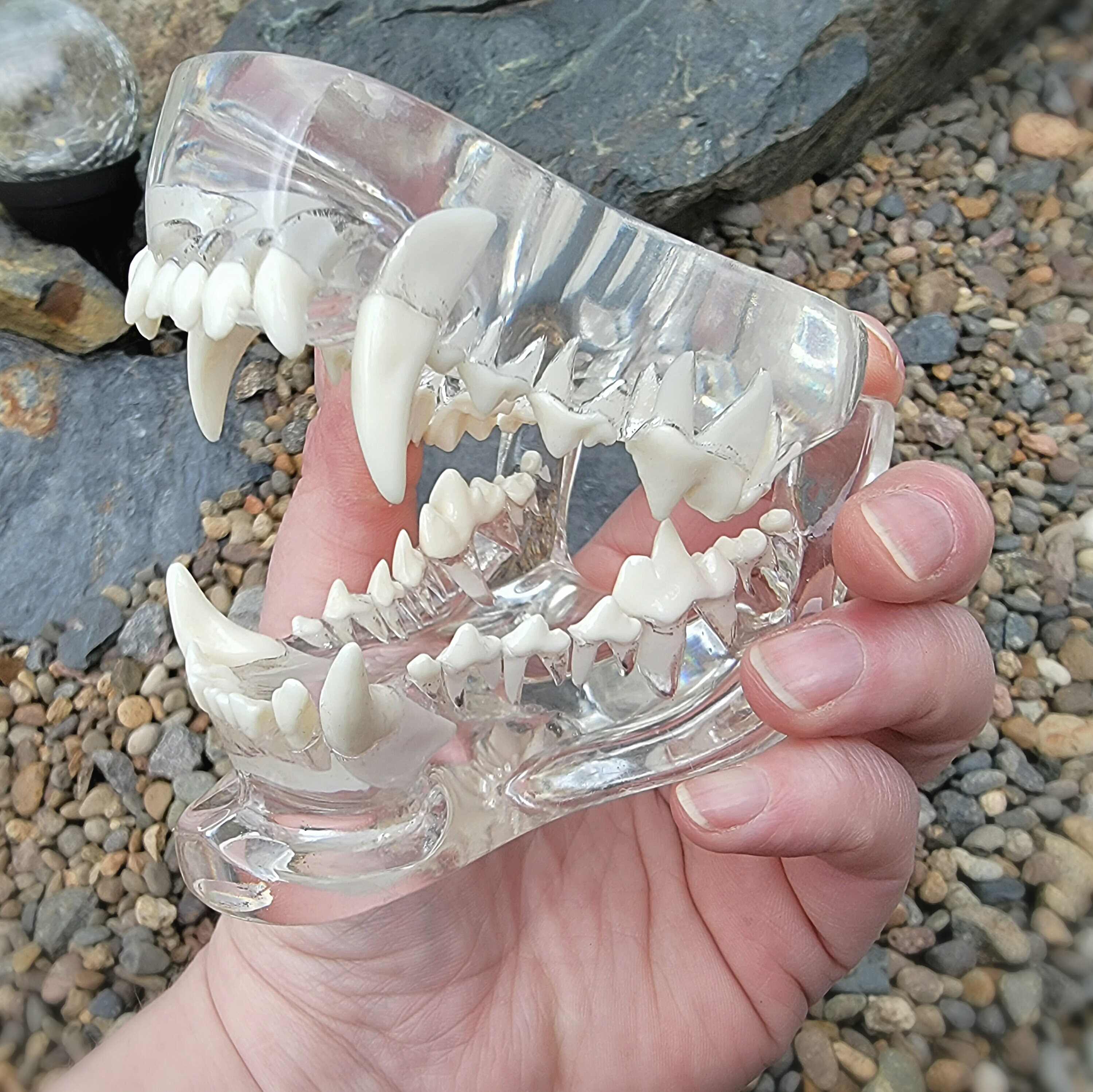 Dog Teeth Anatomy