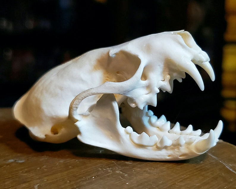 Real Mink Skull Animal Skulls and Bones Oddities | Etsy