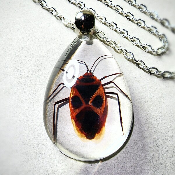 Real Insects - Etsy