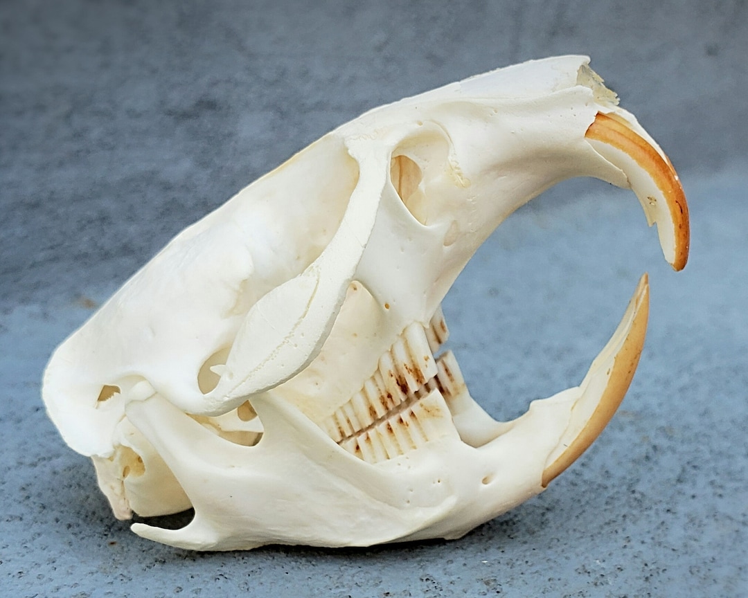 Real Gopher Skull, Oddities Curiosities, Animal Skulls and Bones - Etsy