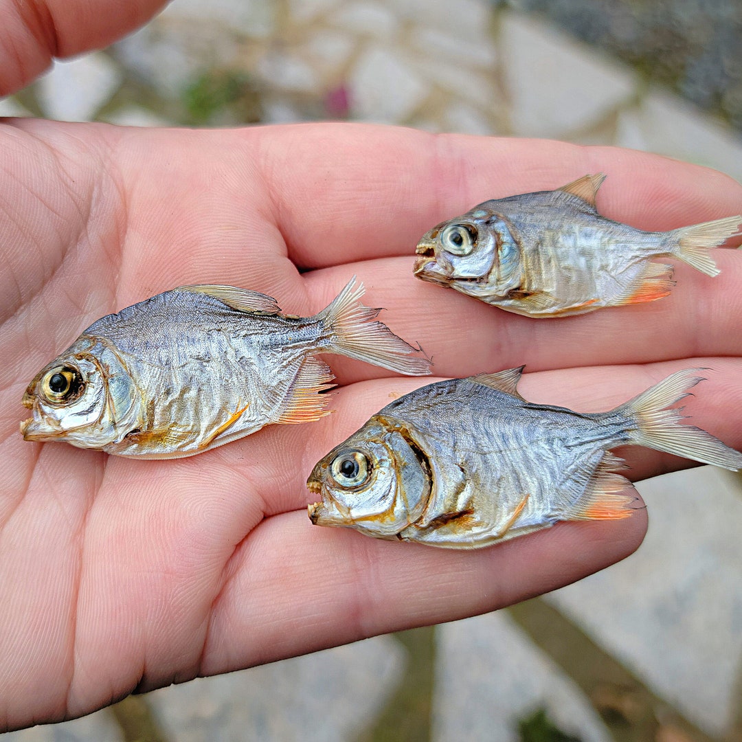 X3 Real Piranha, Tiny Dried Piranha Fish, Oddities Curiosities - Etsy