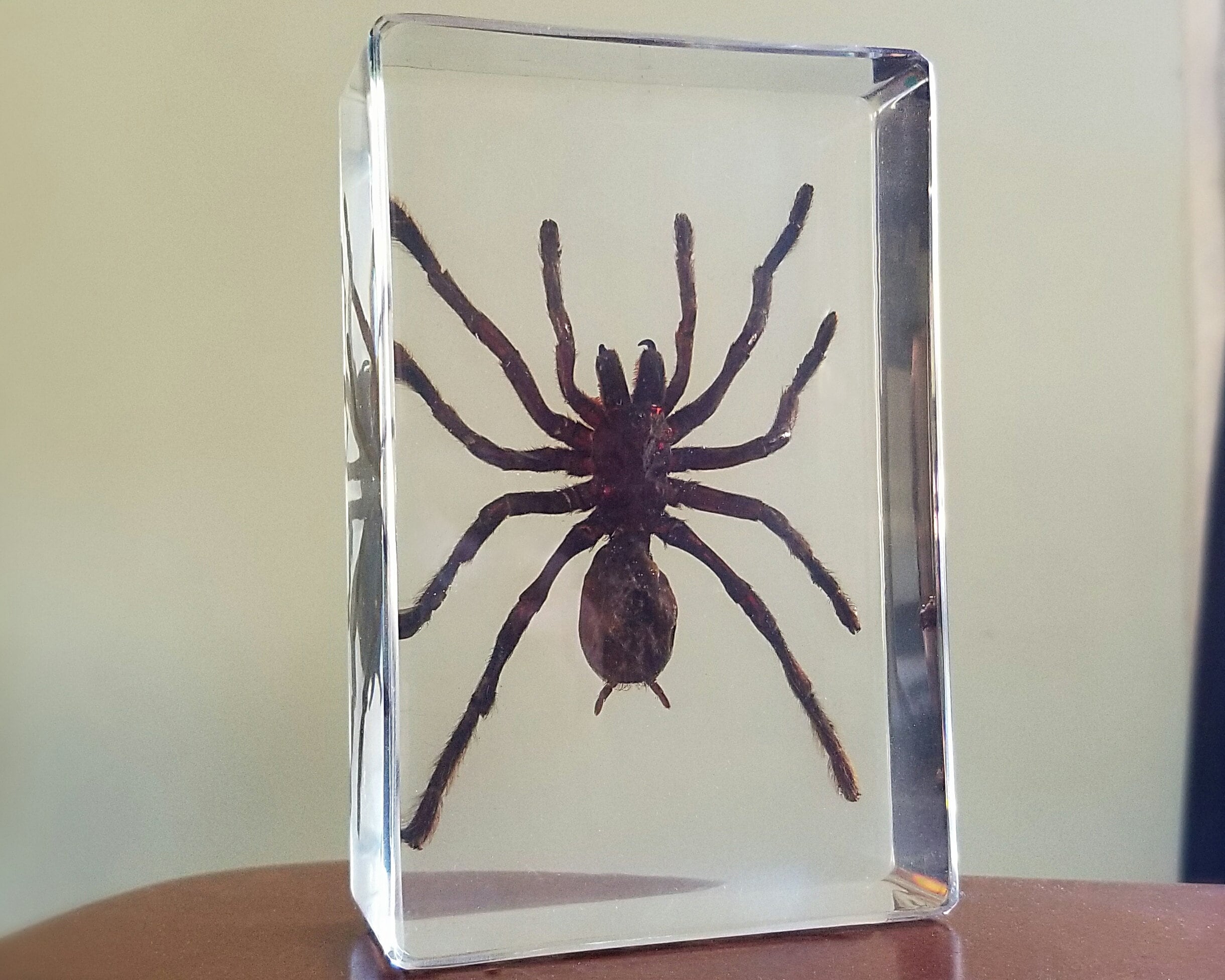 HUGE Spider in Resin Insects in Resin Real Spider Oddities | Etsy