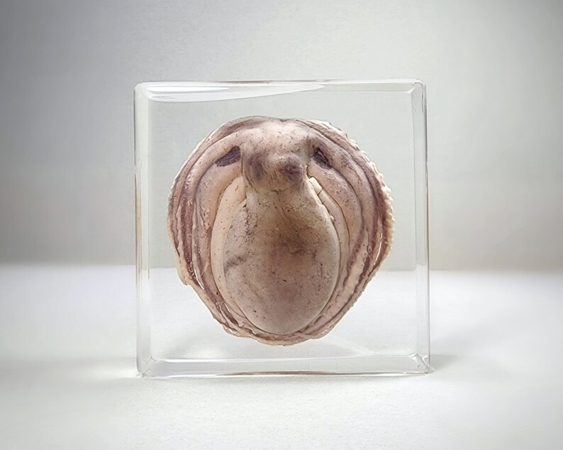 Small Octopus Real Octopus in Resin Preserved Sea Creature - Etsy