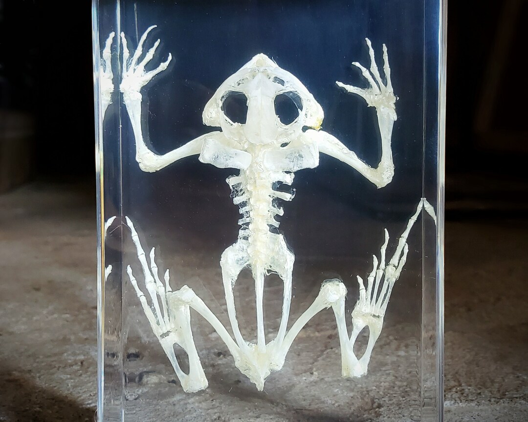 Large Bullfrog Skeleton in Resin Frog Skeleton Oddities - Etsy