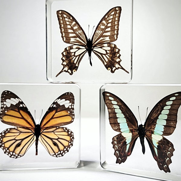 Butterfly Display Case - Etsy