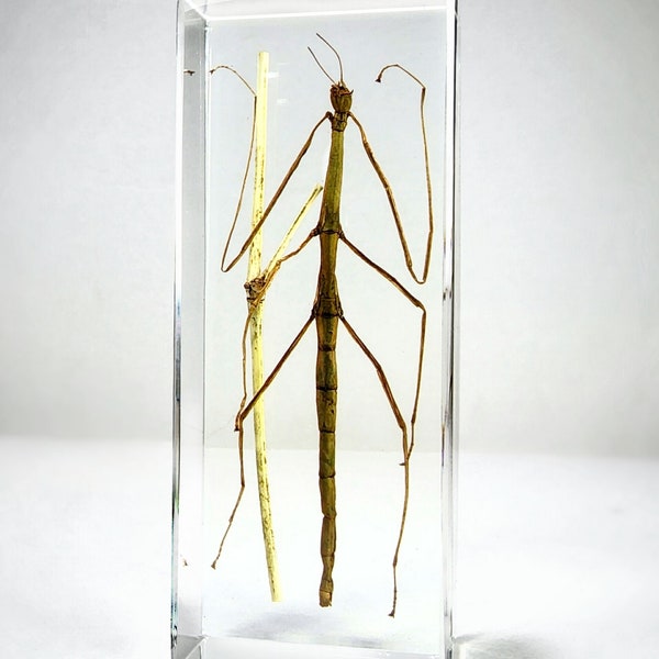 Stick Insect - Etsy