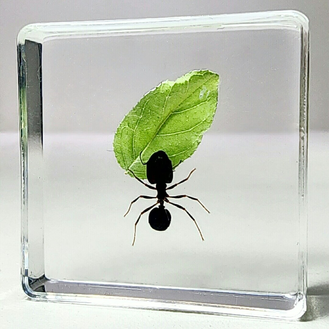 Ant With Leaf in Resin, Tiny Insects in Resin, Oddities Curiosities ...