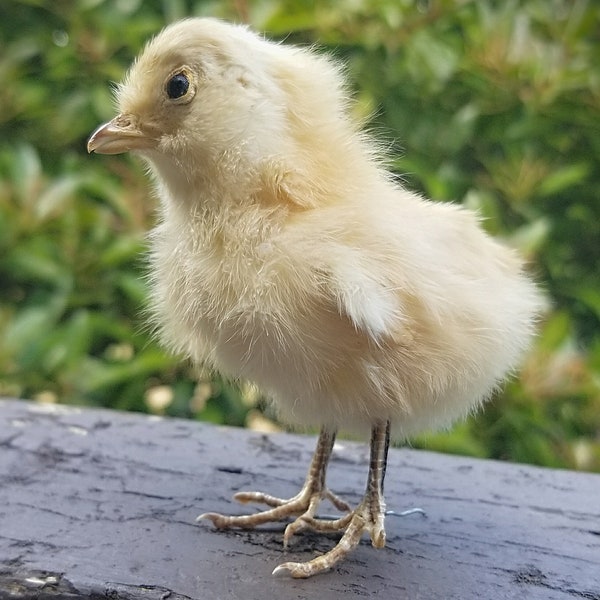 Baby Chick - Etsy
