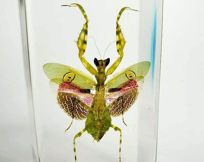 Jeweled Flower Mantis, Creobroter Gemmatus, Floating Box Frame Insect ...