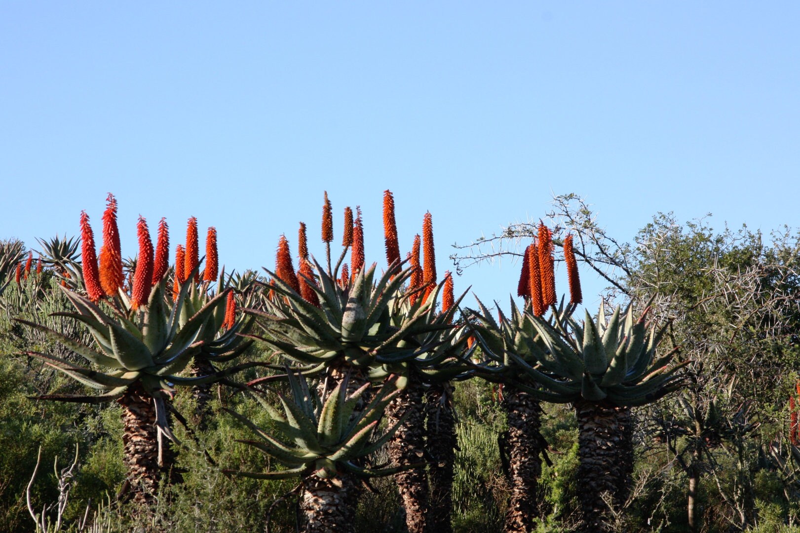 ALOE FEROX BITTER Crystals, Digestive Bitters, Herbal Detox. South ...