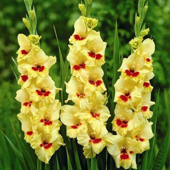 Gladiolus Bulbs Yellow Red Gladiolus Flowers Symbolizes | Etsy