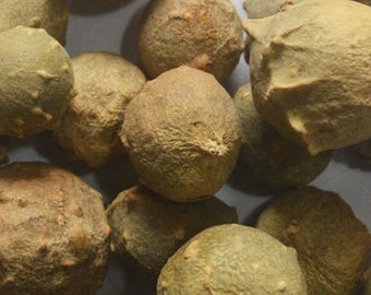 Quercus Montana - Etsy