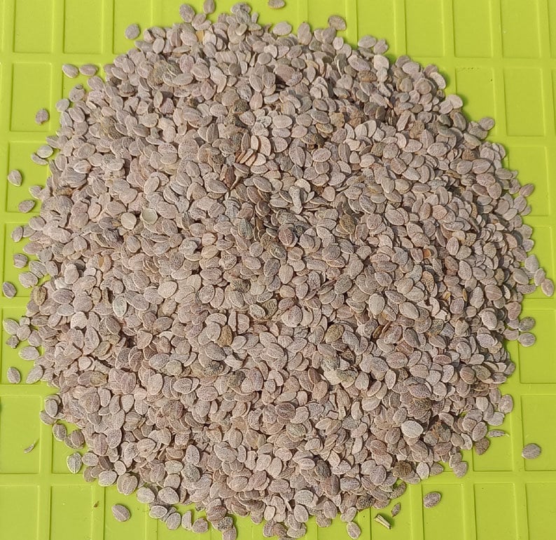 Utigan Seed Utangan Beej Utangan Seeds Blepharis Edulis Pers Tukhme ...