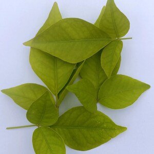 Bael Patra Powder/bel Patta Powder/bilva Bel Leaf Powder/aegle Marmelos ...