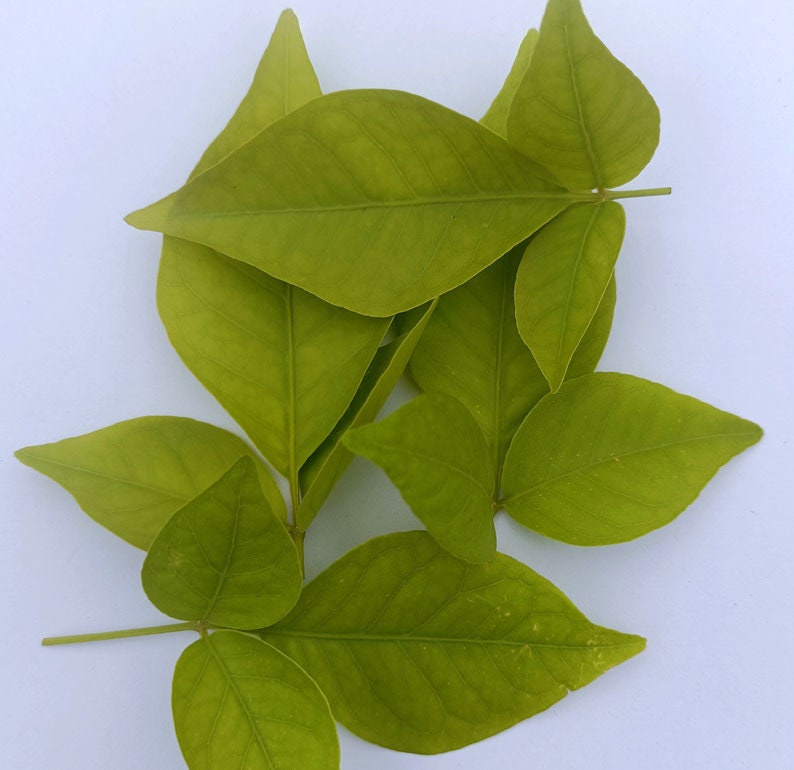 Bael Patra Powder/bel Patta Powder/bilva Bel Leaf Powder/aegle Marmelos ...