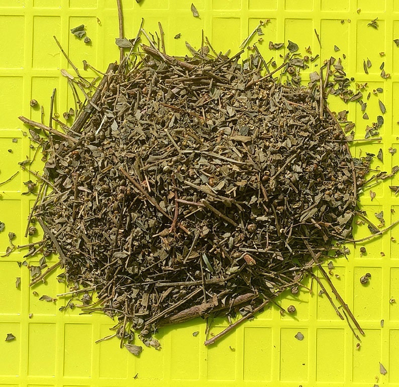 Bhumi Amla Phyllanthus Niruri Bhoomi Awla Bhumi Aamla Bhumyalaki ...