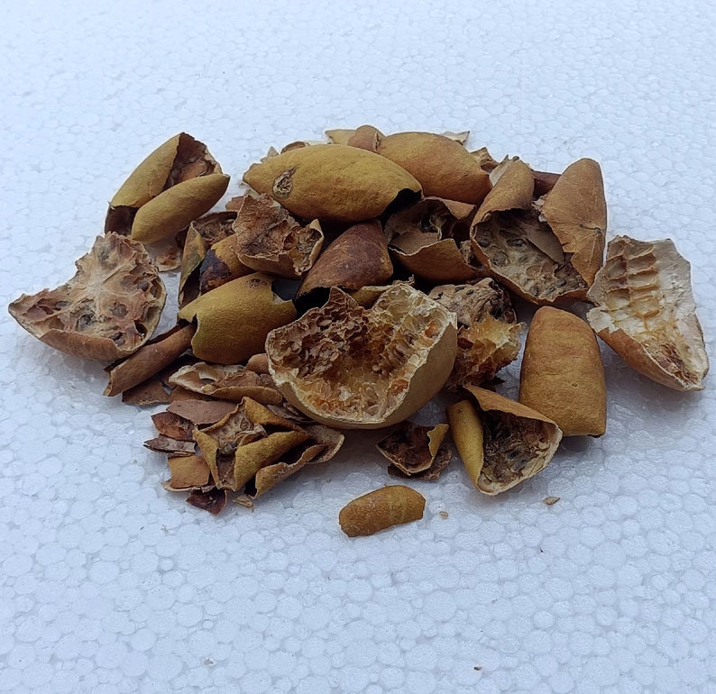 Indrayan Phal Kodtumba Citrullus Colocythis Indrain Fal Tumba Bitter ...