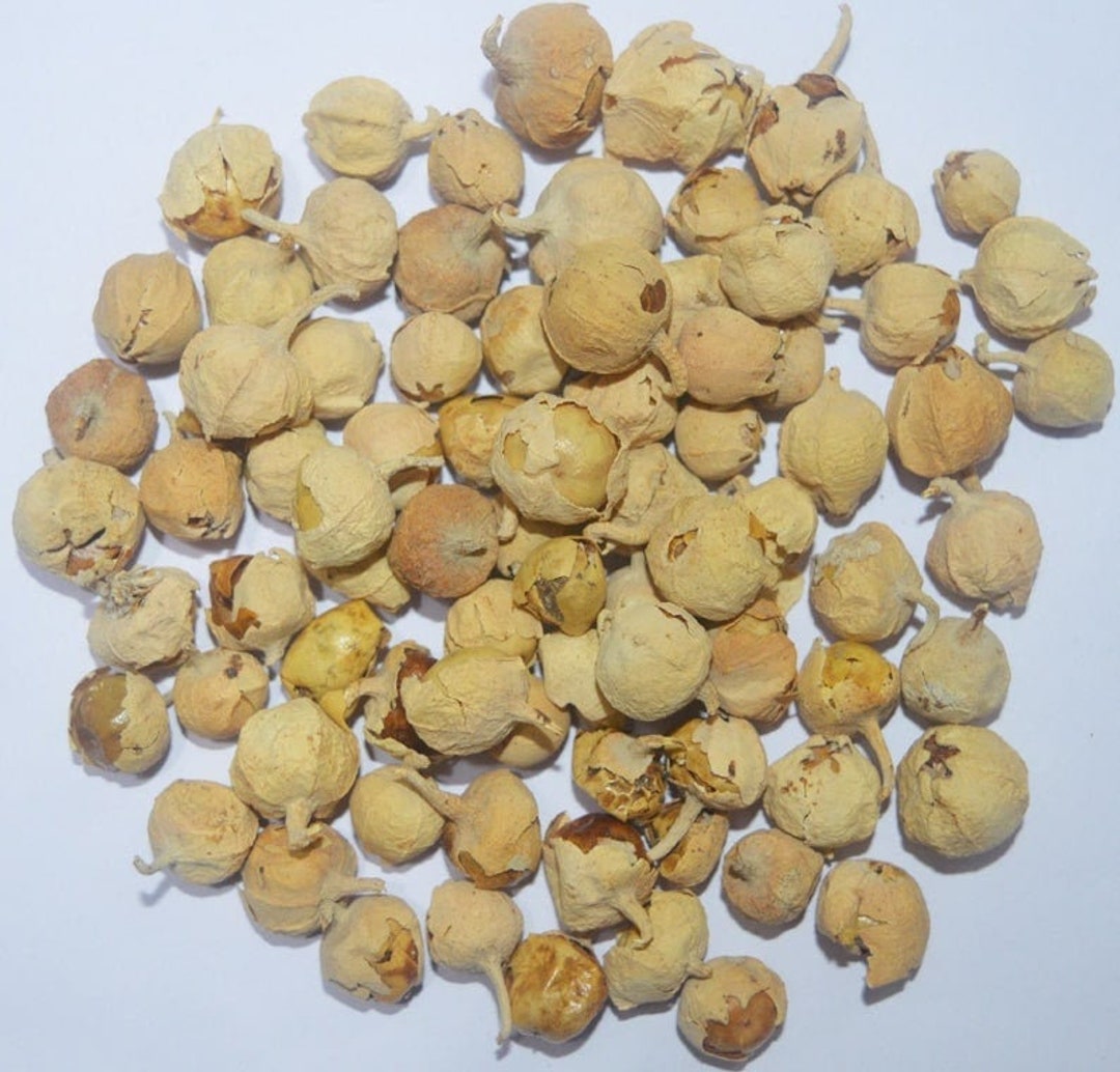 Paneer Dodi Whole,paneer Doda Whole,withania Coagulans,indian Rennet ...