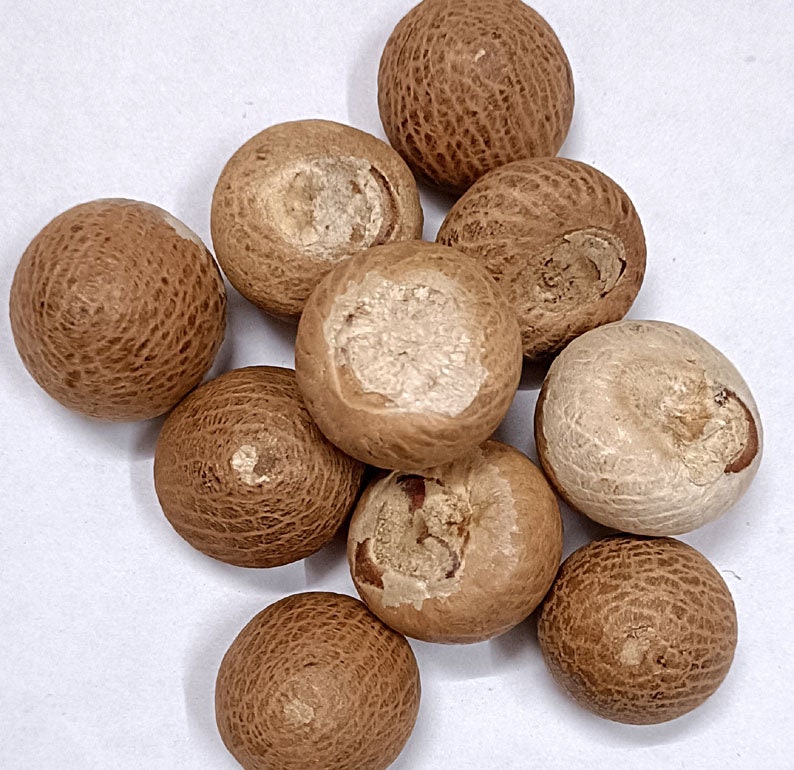 Betel Nuts Roasted Cut Areca Nut Roasted Cut Siki Supari Tukda Pieces Betel Nut India Mouth ...