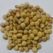 Nirmali Seeds Clearing Nut Tree Seed Strychnos Potatorum Tettaamparal ...