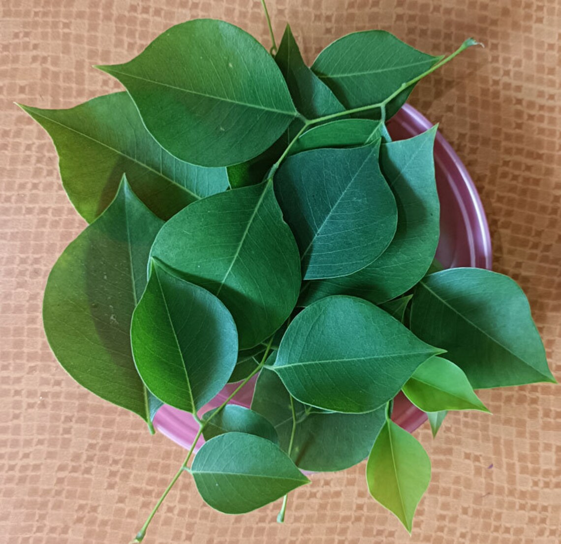 Shisham Leaves Powder/shisham Leaf Powder/sheesham Leaves Powder/sissoo ...