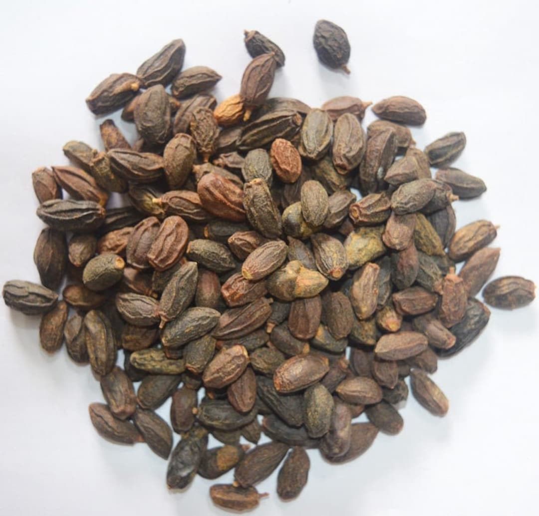Neem Seeds,neem Niboli,azadirachta Indica Seeds,nimboli Beej,dried Neem ...