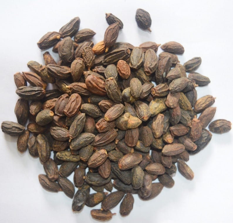 Dried Neem Seeds: Azadirachta Indica, Nimoli Beej - Etsy