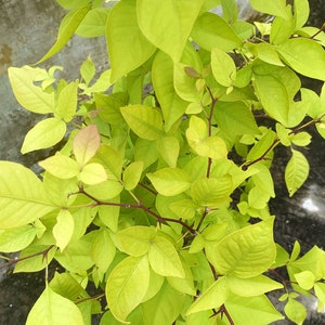 Bael Patra Powder/bel Patta Powder/bilva Bel Leaf Powder/aegle Marmelos ...