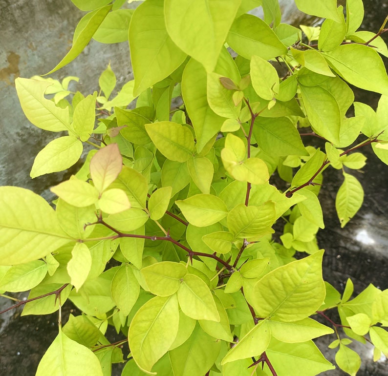 Bael Patra Powder/bel Patta Powder/bilva Bel Leaf Powder/aegle Marmelos ...