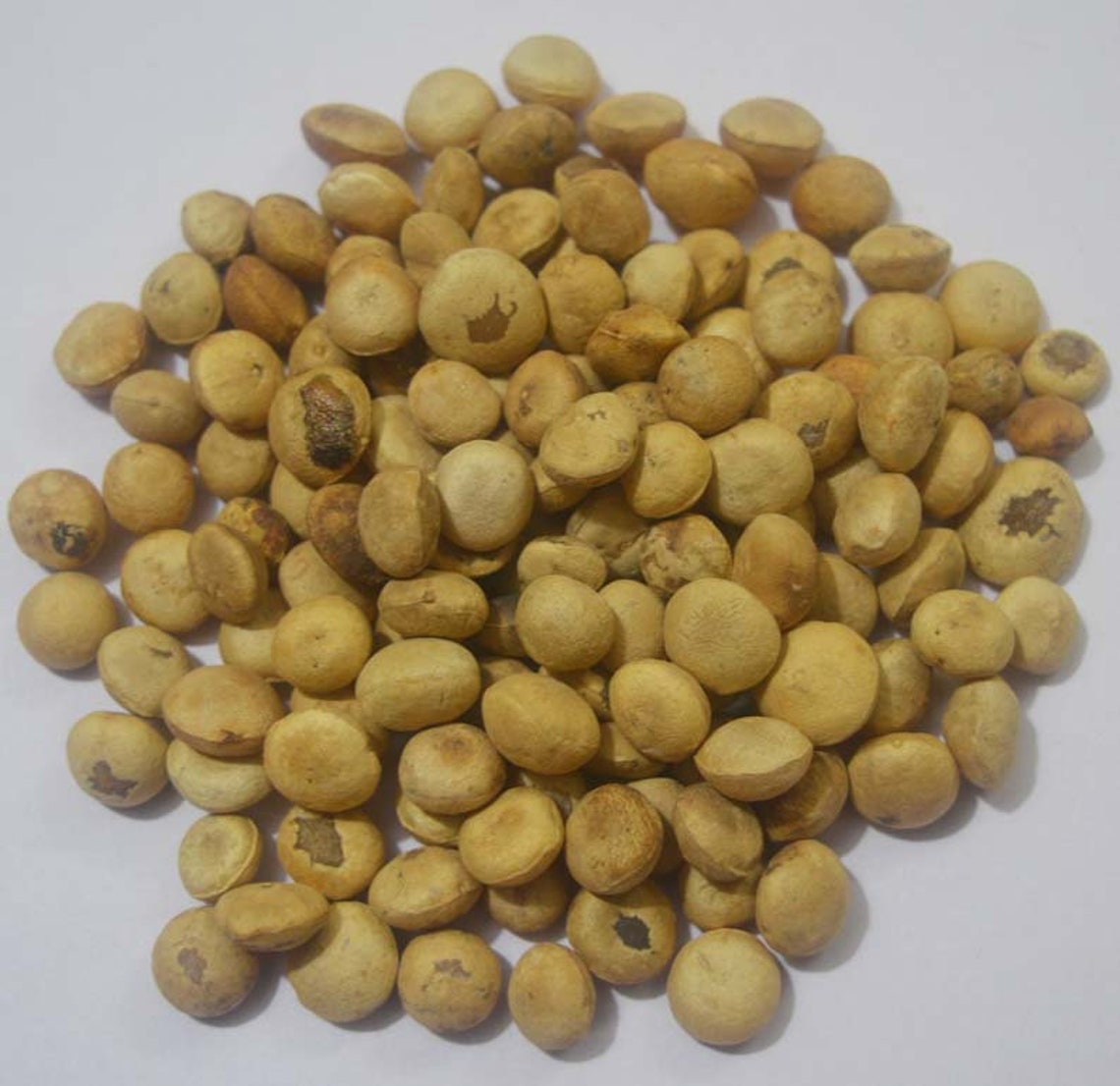 Nirmali Seeds Clearing Nut Tree Seed Strychnos Potatorum Tettaamparal ...