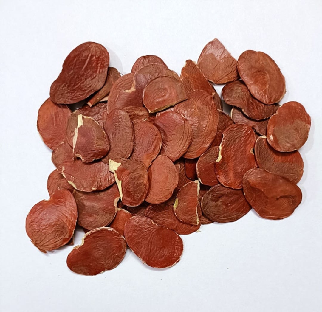 Palas Beej / Butea Monosperma Seeds / Palash Seeds / Bilas Papda / Tesu ...