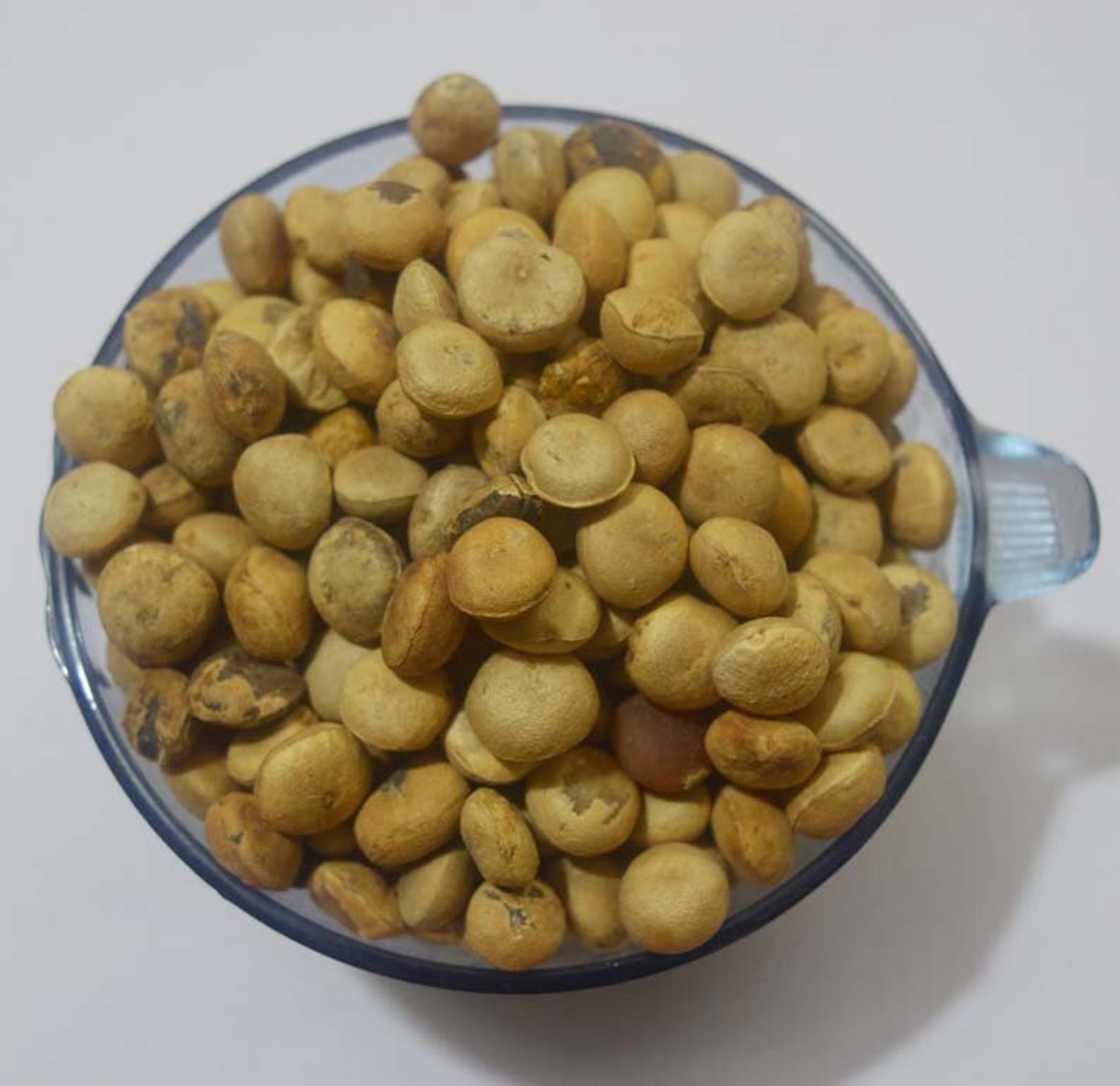 Nirmali Seeds Clearing Nut Tree Seed Strychnos Potatorum Tettaamparal ...